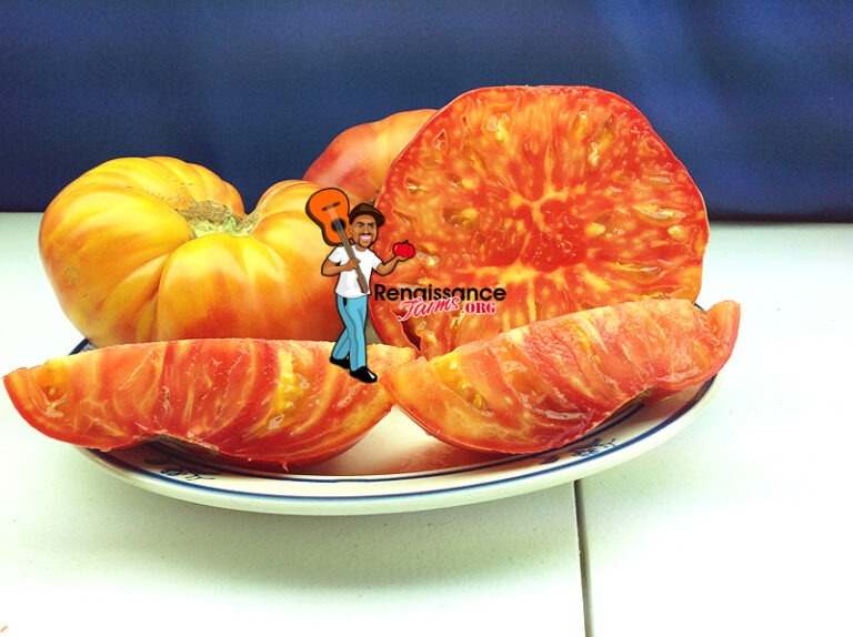 Thorburn's Terra-Cotta Tomato - Seeds For Sale At Renaissance Farms