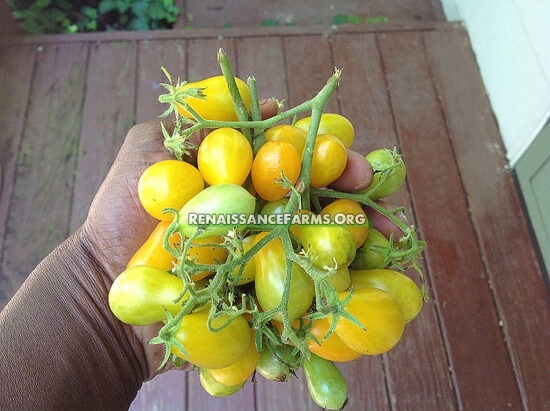 Multiflora Tomatoes Archives - Renaissance Farms Heirloom Tomato Seeds