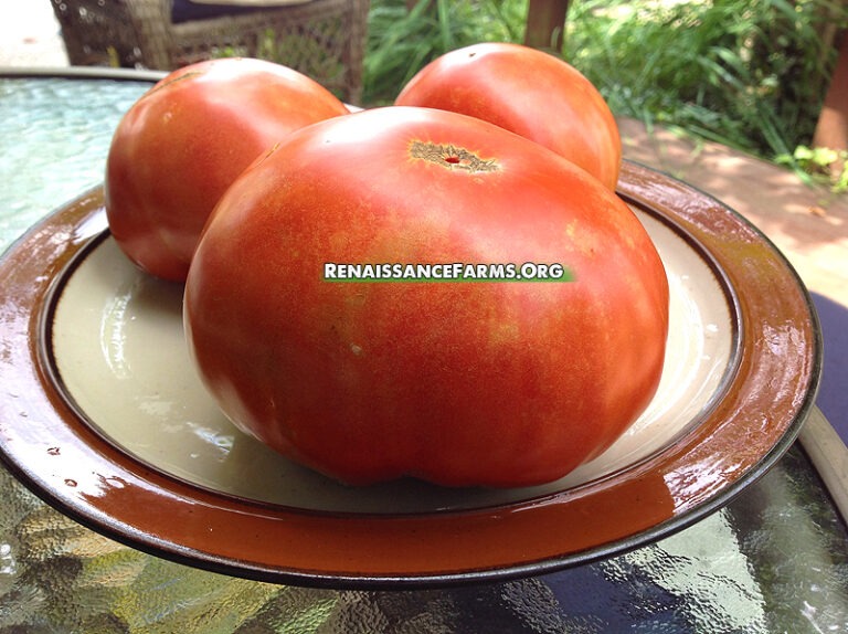 Italian Giant Beefsteak Tomato Seeds For Sale At Renaissance Farms