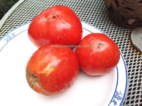 Jewish Tomato - Renaissance Farms Heirloom Tomato Seeds