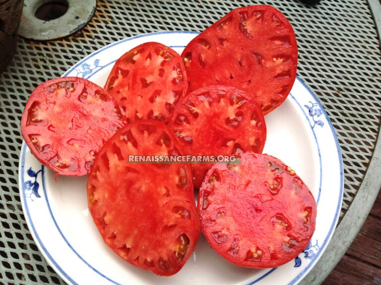 Jewish Tomato - Renaissance Farms Heirloom Tomato Seeds