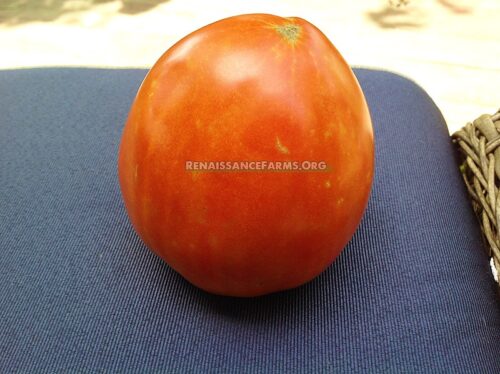 Jewish Tomato - Renaissance Farms Heirloom Tomato Seeds