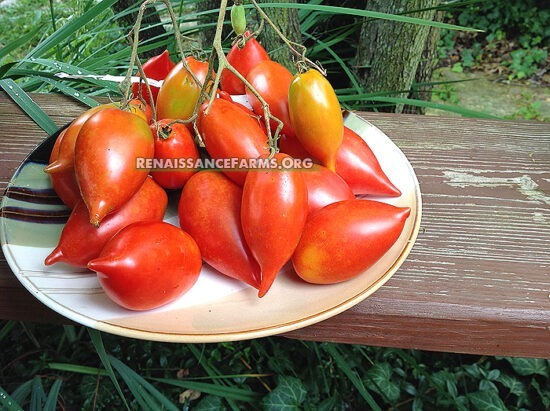 Legenda Tarasenko Tomato - Renaissance Farms Heirloom Tomato Seeds