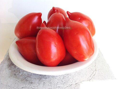 Legenda Tarasenko Tomato - Renaissance Farms Heirloom Tomato Seeds