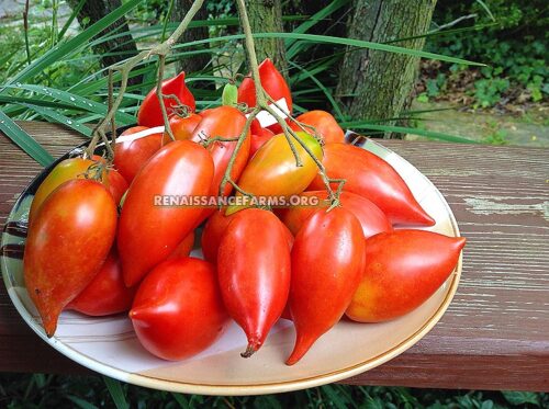 Legenda Tarasenko Tomato - Renaissance Farms Heirloom Tomato Seeds