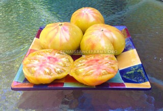 Starburst Nebula Tomato - Renaissance Farms Heirloom Tomato Seeds