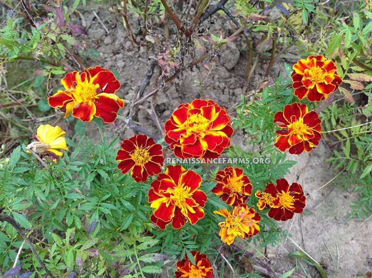 Aurora Fire Marigold - Renaissance Farms Heirloom Tomato Seeds