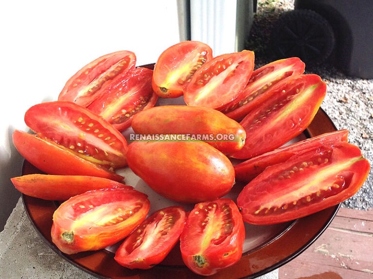 Pinocchio Micro Dwarf Tomato - Renaissance Farms Heirloom Tomato Seeds