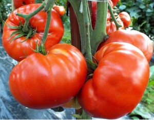 Thorburn's Terra-Cotta Tomato - Seeds For Sale At Renaissance Farms