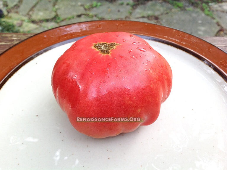 Moya Tomato Seeds For Sale At Renaissance Farms