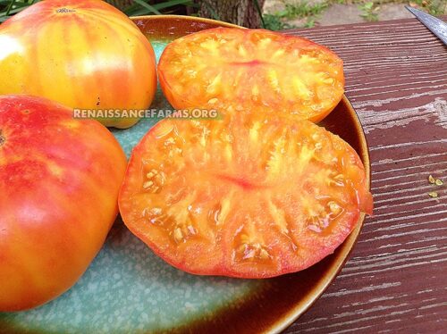 Oaxacan Jewel Tomato - Renaissance Farms Heirloom Tomato Seeds