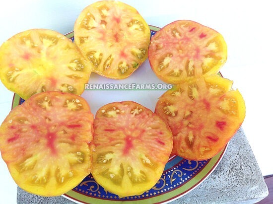 Oaxacan Jewel Tomato - Renaissance Farms Heirloom Tomato Seeds