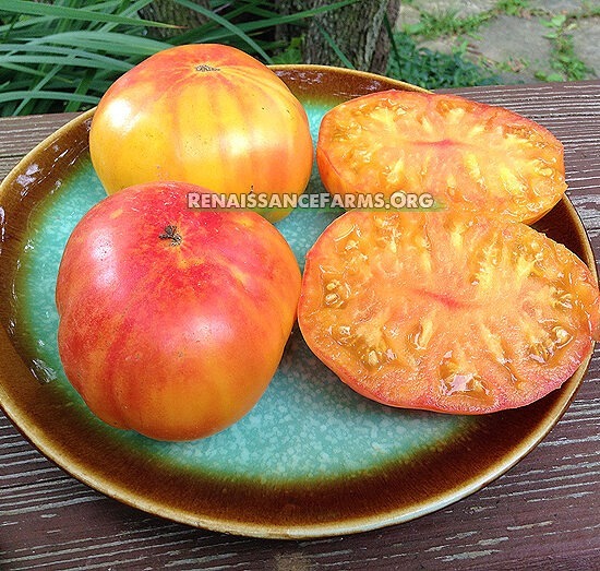 Blushing Bride Tomato Seeds For Sale At Renaissance Farms