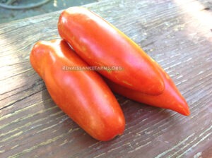 Opalka Tomato Seeds For Sale At Renaissance Farms