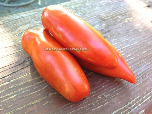 Opalka Tomato Seeds For Sale At Renaissance Farms