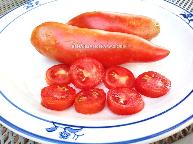 Opalka Tomato Seeds For Sale At Renaissance Farms