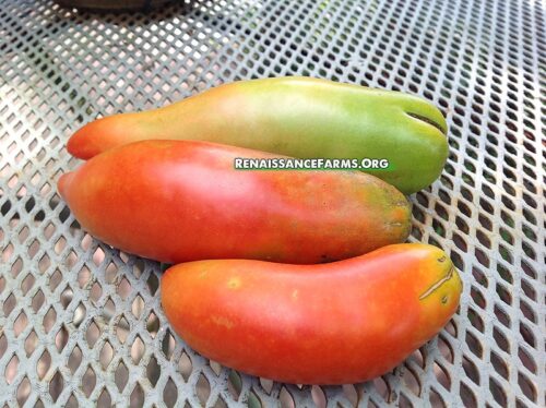 Opalka Tomato Seeds For Sale At Renaissance Farms