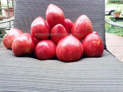 Indiana Red Tomato - Renaissance Farms Heirloom Tomato Seeds
