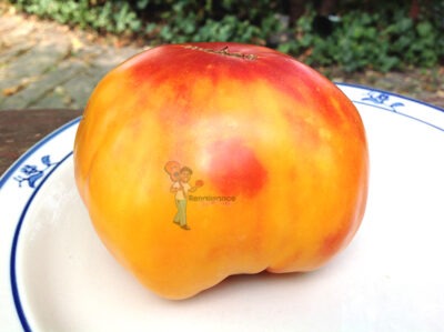 Blushing Bride Tomato Seeds For Sale At Renaissance Farms