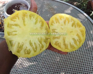 Pineapple Pig Tomato Seeds For Sald At Renaissance Farms