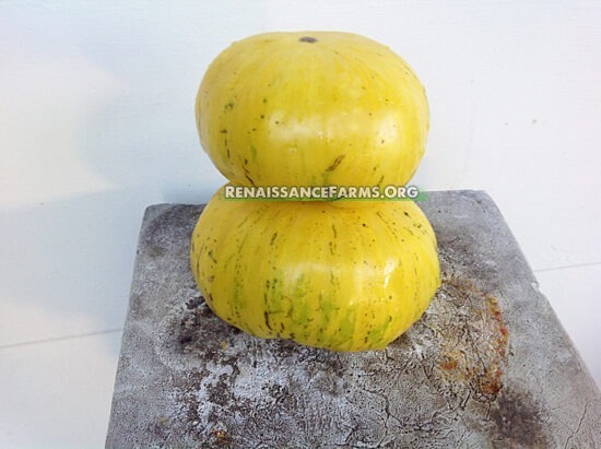 Pineapple Pig Tomato Seeds For Sald At Renaissance Farms