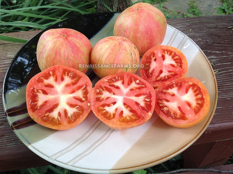 Pink Furry Boar Tomato - Renaissance Farms Heirloom Tomato Seeds