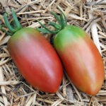 Purple Russian Tomato - Renaissance Farms Heirloom Tomato Seeds