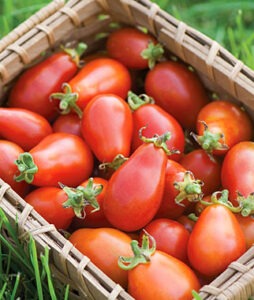 Vilma Micro Dwarf Tomato Seeds For Sale At Renaissance Farms