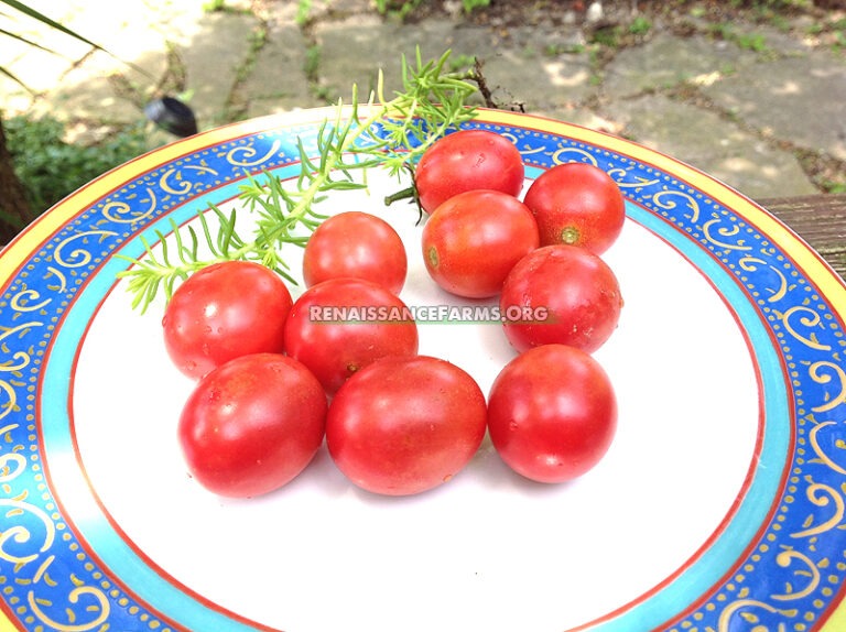 Rose Quartz Tomato - Renaissance Farms Heirloom Tomato Seeds