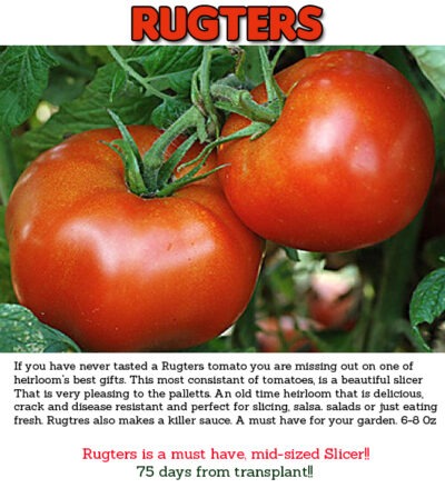 Indiana Red Tomato - Renaissance Farms Heirloom Tomato Seeds