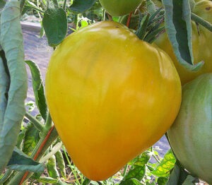 Tumbling Tom Tomato - Renaissance Farms Heirloom Tomato Seeds