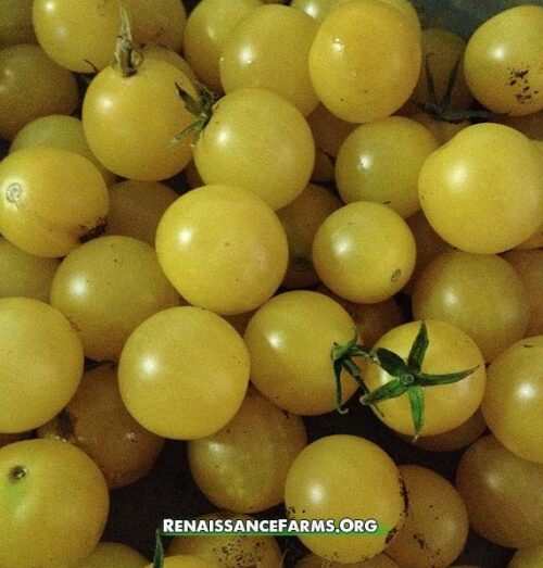Snow White Cherry Tomato - Renaissance Farms Heirloom Tomato Seeds