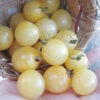 Snow White Cherry Tomato - Renaissance Farms Heirloom Tomato Seeds