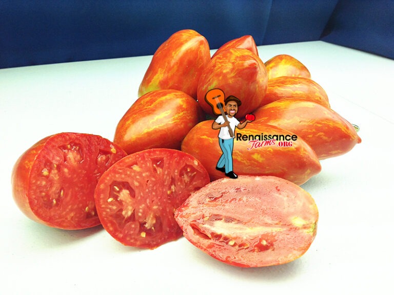 Striped Roman Tomato Seeds For Sale At Renaissance Farms