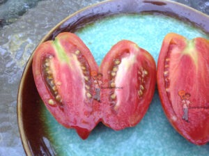 Striped Roman Tomato Seeds For Sale At Renaissance Farms