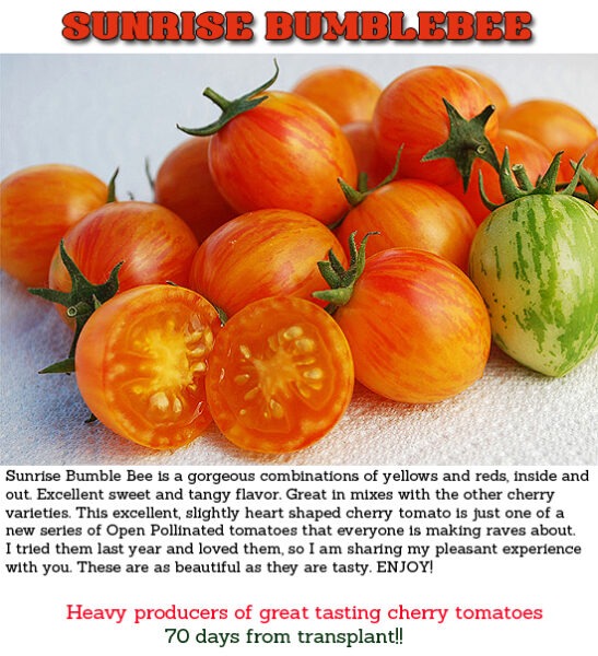 Sunrise Bumblebee Tomato - Renaissance Farms Heirloom Tomato Seeds