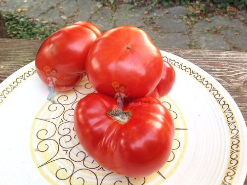 Tanunda Red Dwarf Tomato - Renaissance Farms Heirloom Tomato Seeds