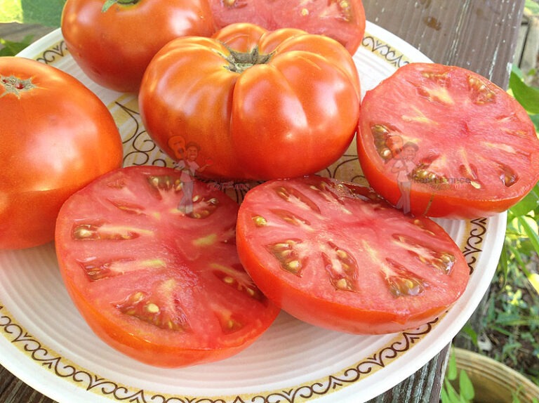 Tanunda Red Dwarf Tomato - Renaissance Farms Heirloom Tomato Seeds