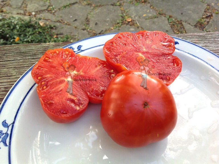 Tanunda Red Dwarf Tomato - Renaissance Farms Heirloom Tomato Seeds