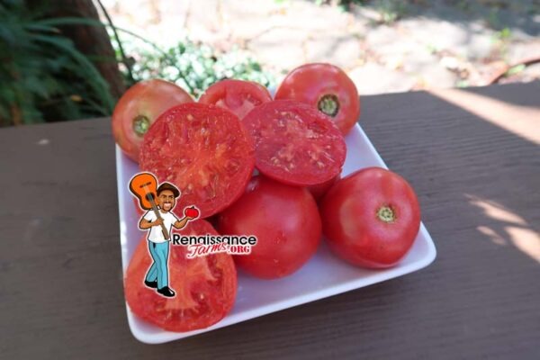 Arkansas Traveler Tomato - Renaissance Farms Heirloom Tomato Seeds