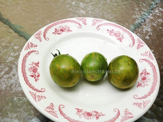 Green Zebra Cherry Tomato Seeds Available For Sale