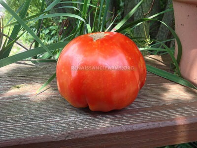 Milka's Red Bulgarian Tomato - Renaissance Farms Heirloom Tomato Seeds