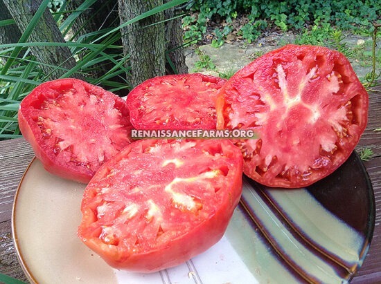 Mexico Tomato Seeds For Sale At Renaissance Farms