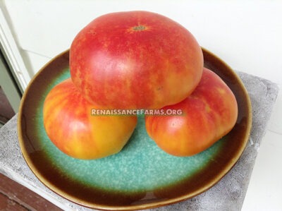 Oaxacan Jewel Tomato - Renaissance Farms Heirloom Tomato Seeds