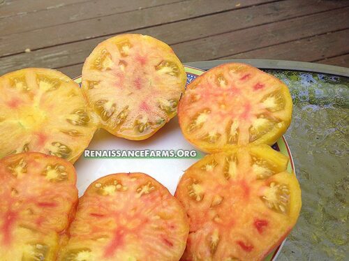 Oaxacan Jewel Tomato - Renaissance Farms Heirloom Tomato Seeds
