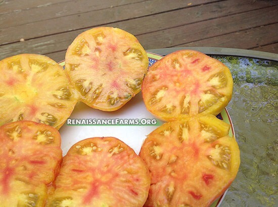 Oaxacan Jewel Tomato - Renaissance Farms Heirloom Tomato Seeds