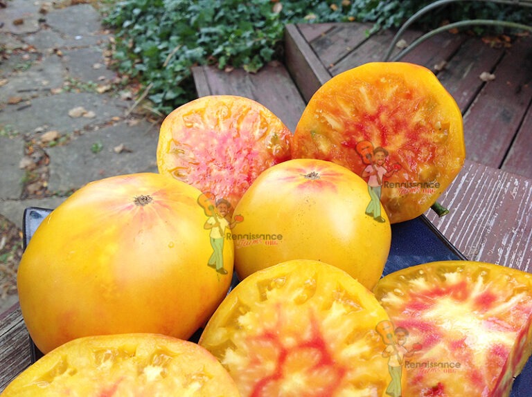 Virginia Sweets Tomato Seeds For Sale At Renaissance Farms