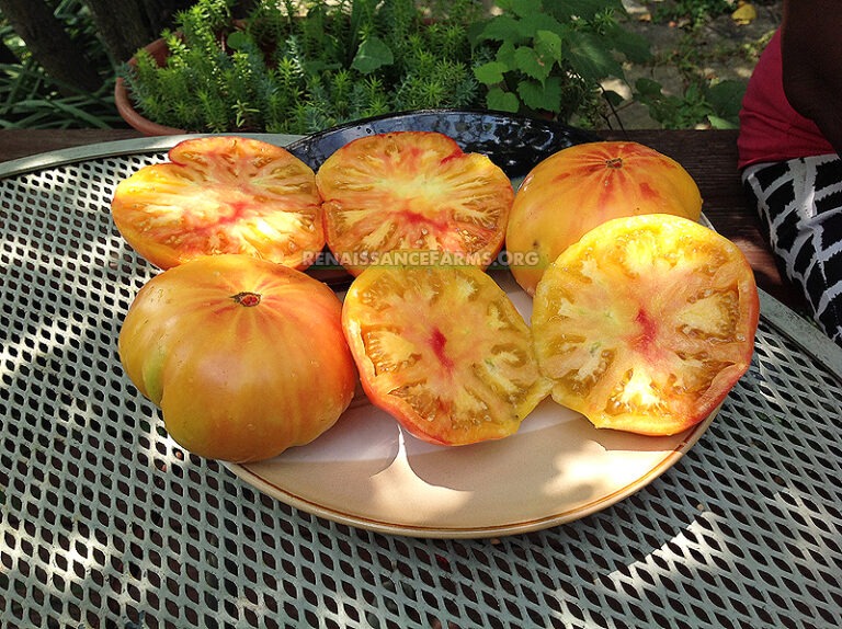 Virginia Sweets Tomato Seeds For Sale At Renaissance Farms