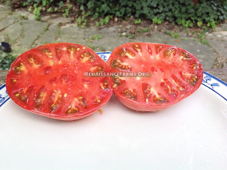 Watermelon Beefsteak Tomato - Renaissance Farms Heirloom Tomato Seeds