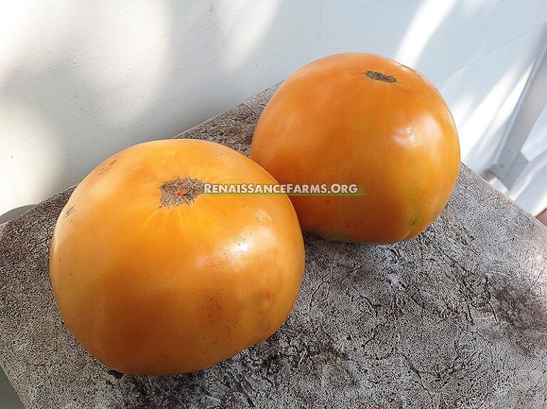 Jochalos Micro Dwarf Tomato Seeds For Sale At Renaissance Farms
